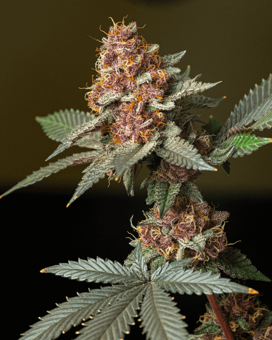 THCv Blüten kaufen | Premium Qualität