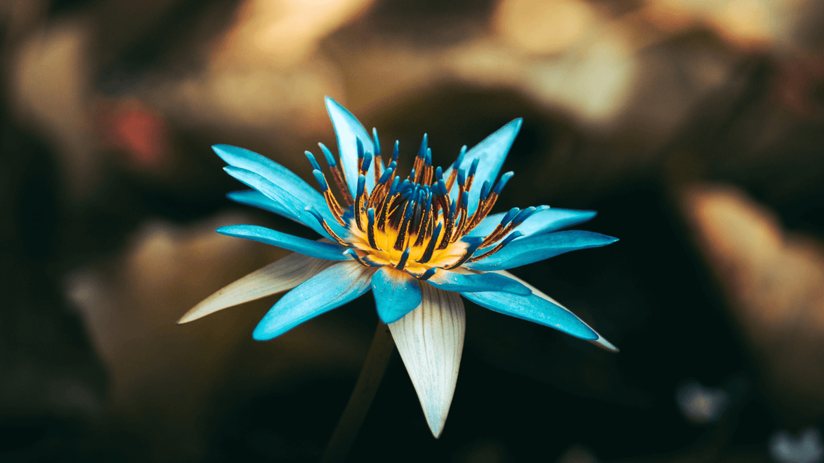 Blauer Lotus Tee legal online kaufen in Deutschland