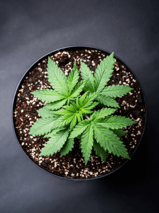 Cannabis Outdoor Wann Beginnt Die Blгјtezeit рџњ