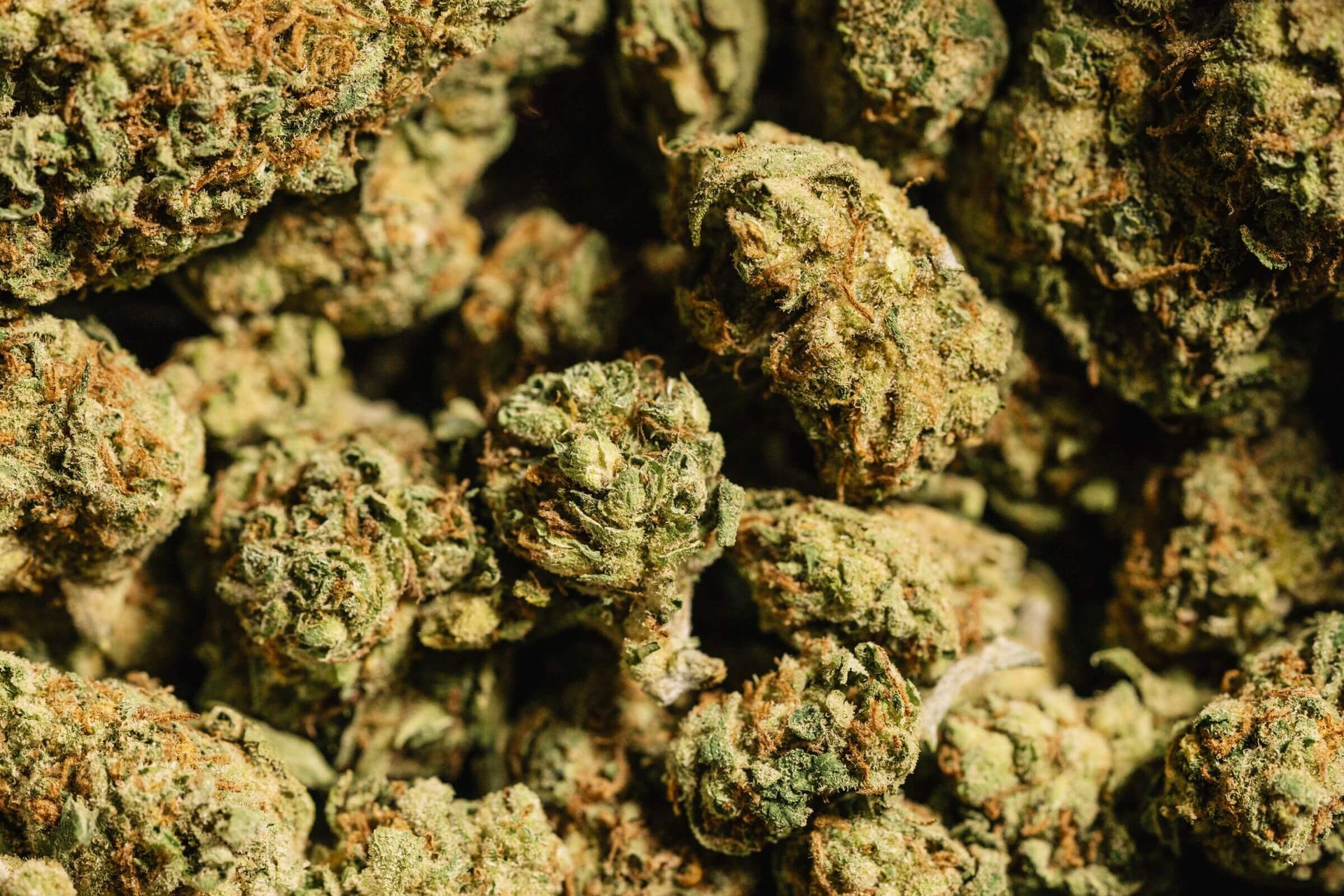 Aktueller Cannabisblüten Ratgeber – Sorten & Wirkung